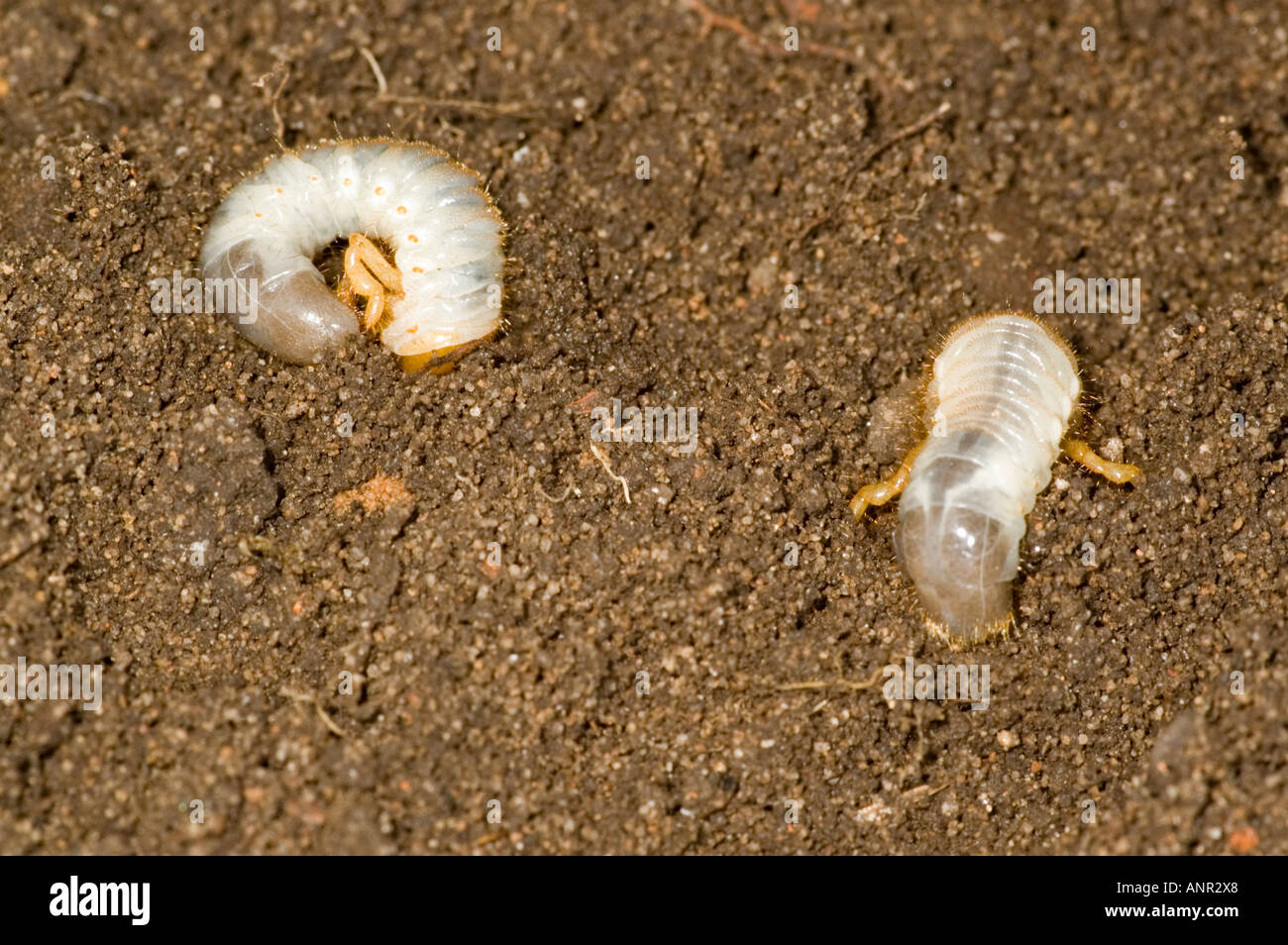 Larvae underground hi-res stock photography and images - Alamy