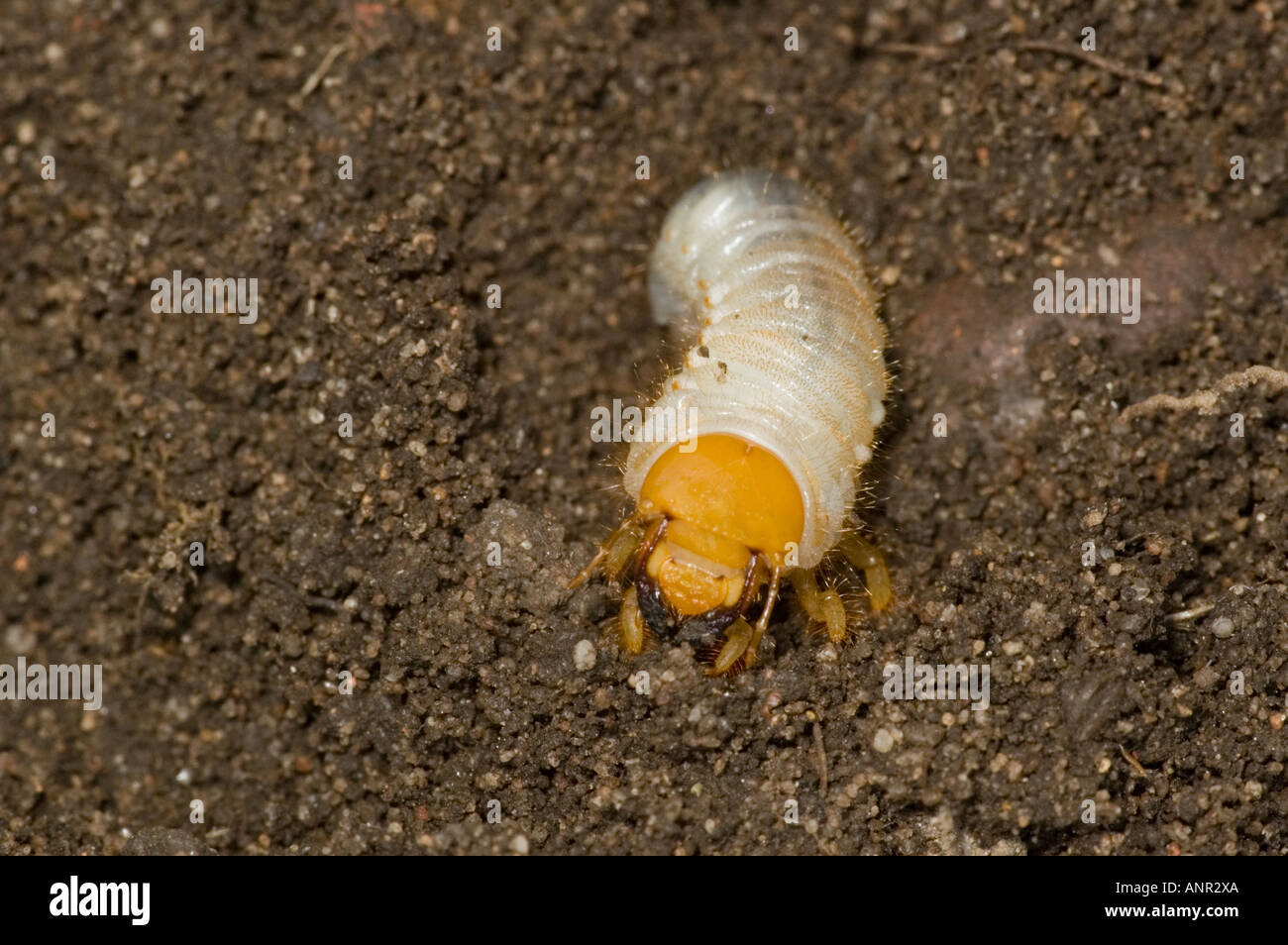 Larvae underground hi-res stock photography and images - Alamy
