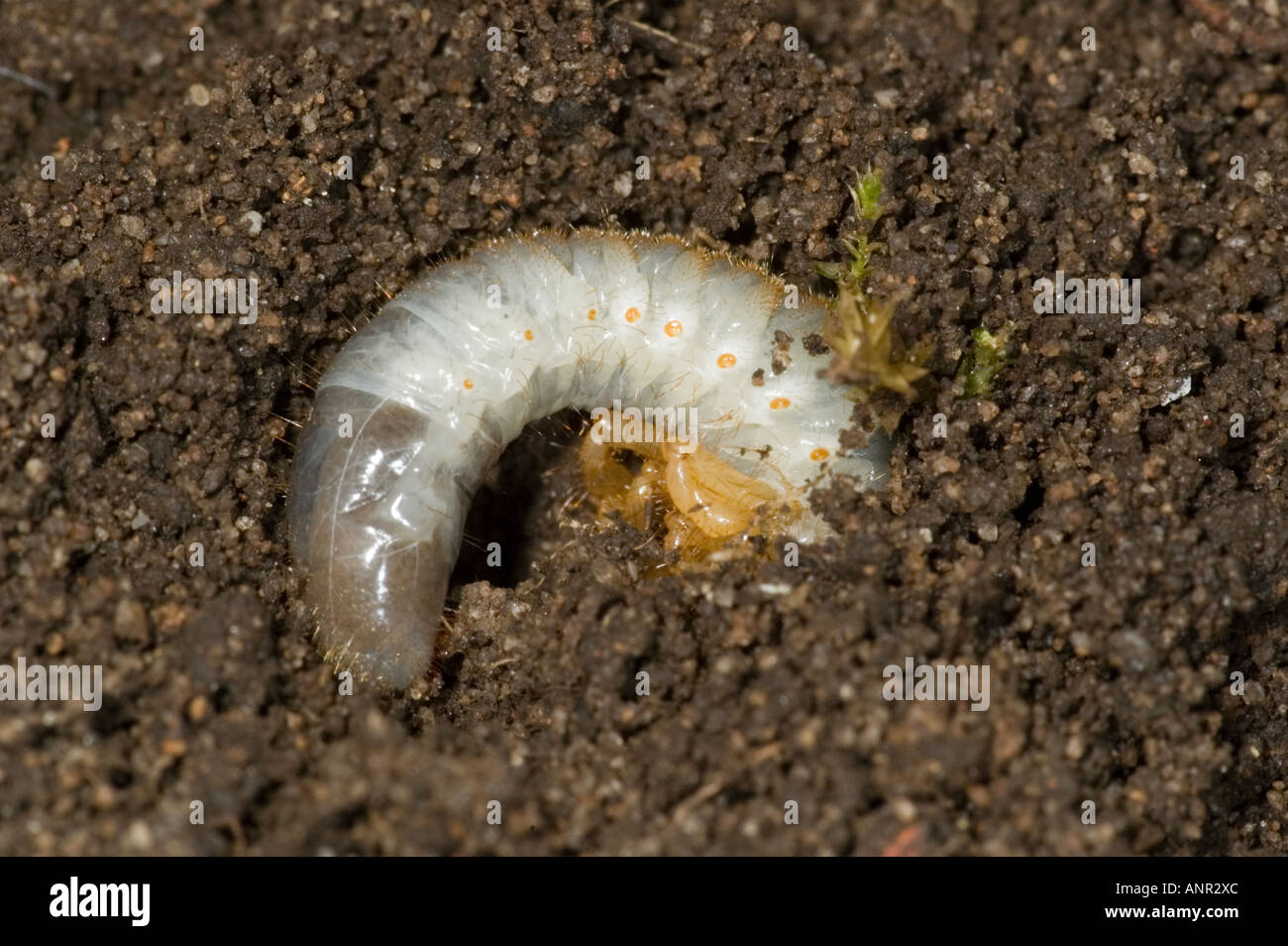 Larvae underground hi-res stock photography and images - Alamy