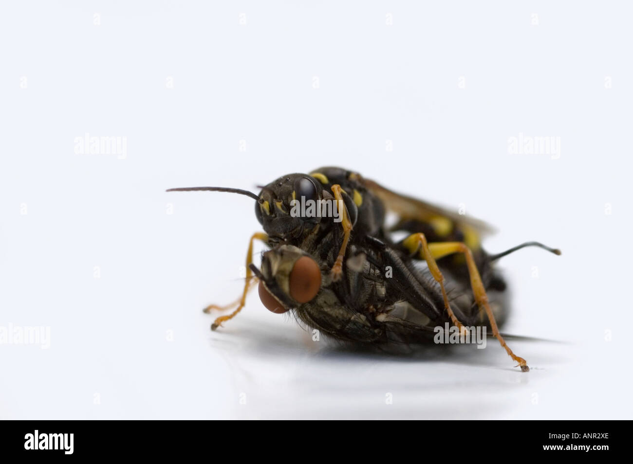 Field Digger Wasp (Mellinus arvensis) Capturing Fly Stock Photo - Alamy