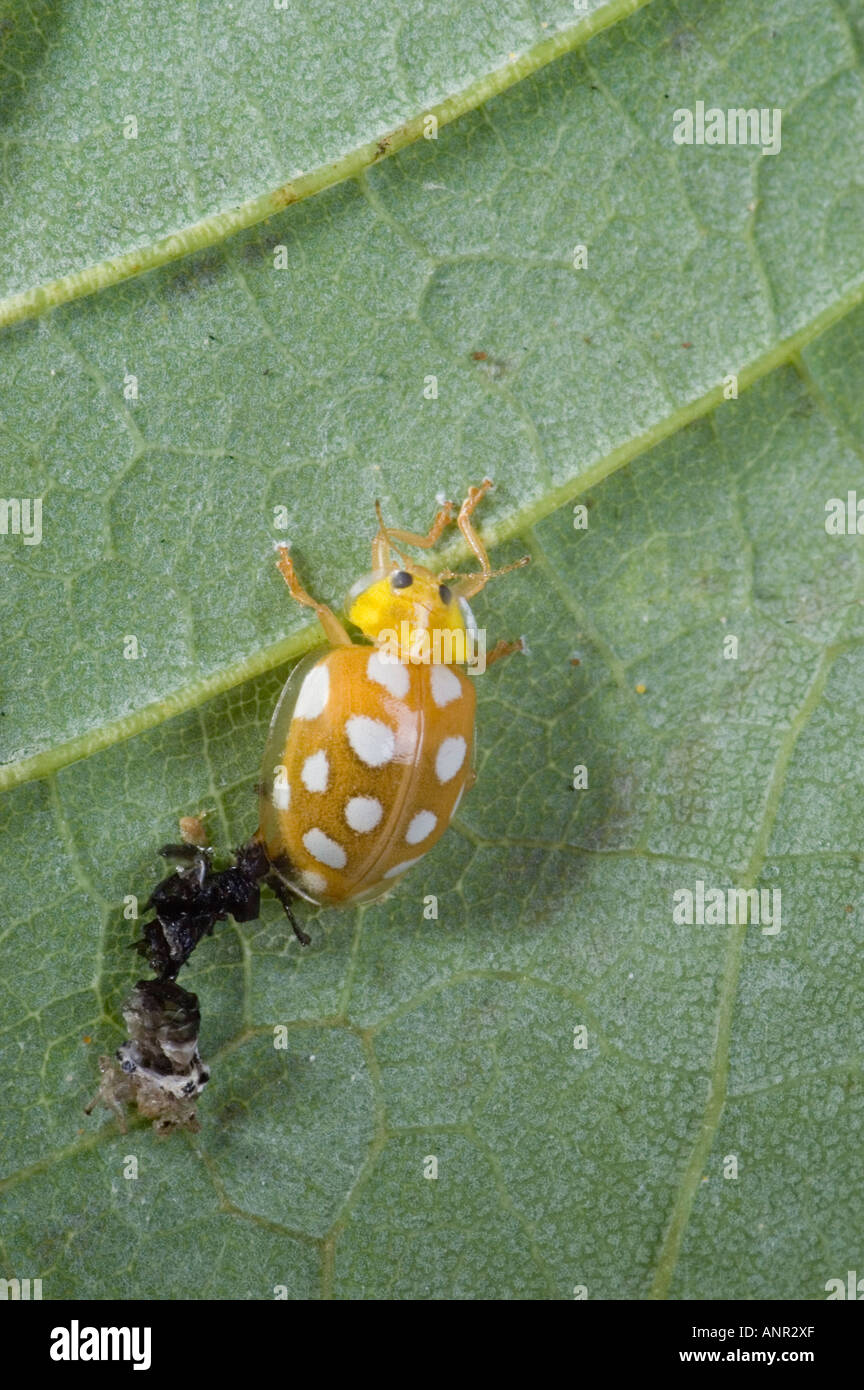 "16 Spot Orange" Ladybird newly hatched with exuvia attached Stock ...