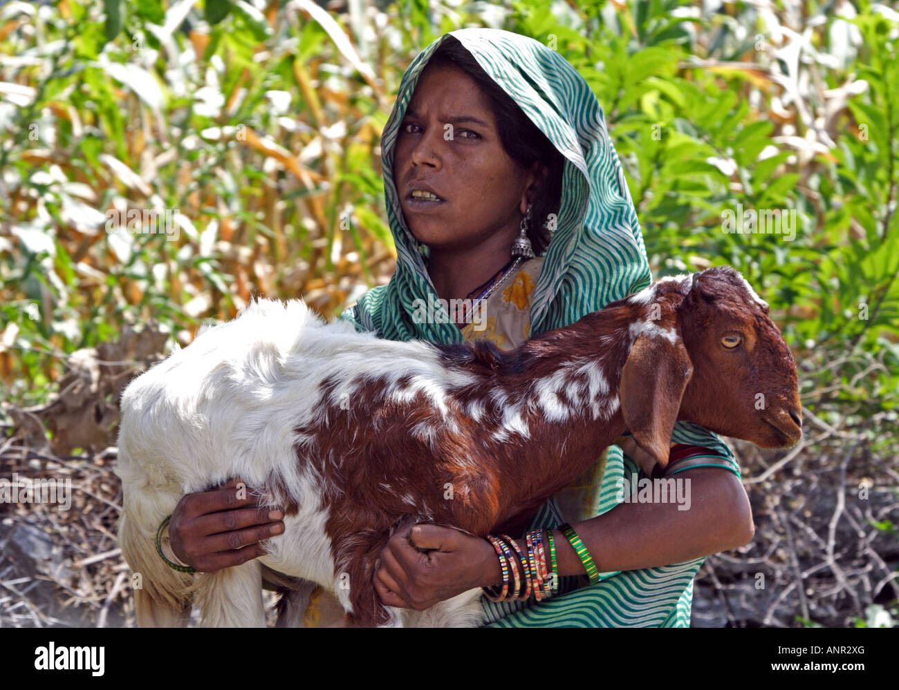 Indian woman carrying a goat Stock Photo - Alamy