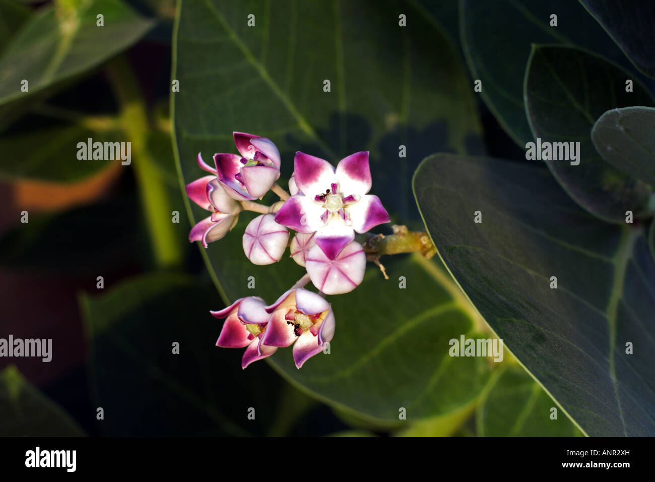 Calotropis High Resolution Stock Photography and Images - Alamy