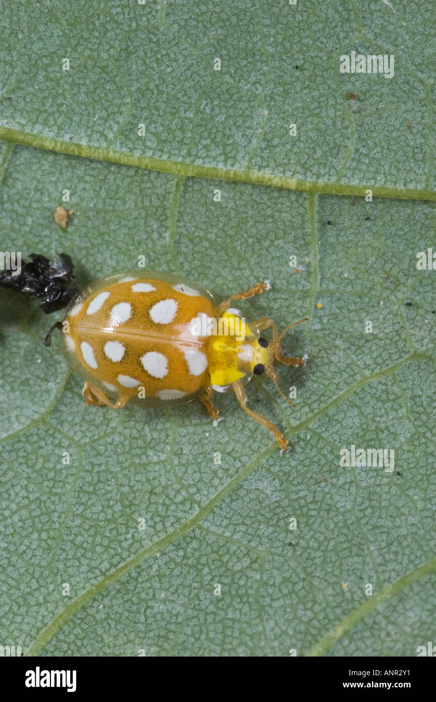 "16 Spot Orange" Ladybird newly hatched with exuvia attached Stock ...