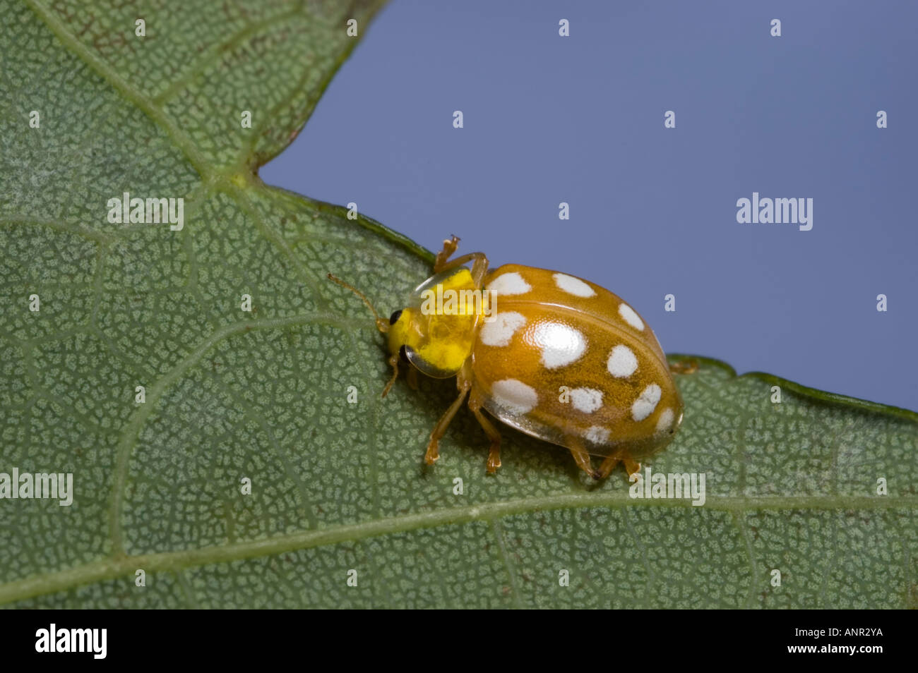 16 spot orange ladybird hi-res stock photography and images - Alamy