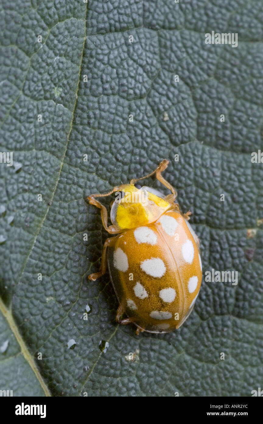 16 spot ladybird hi-res stock photography and images - Alamy