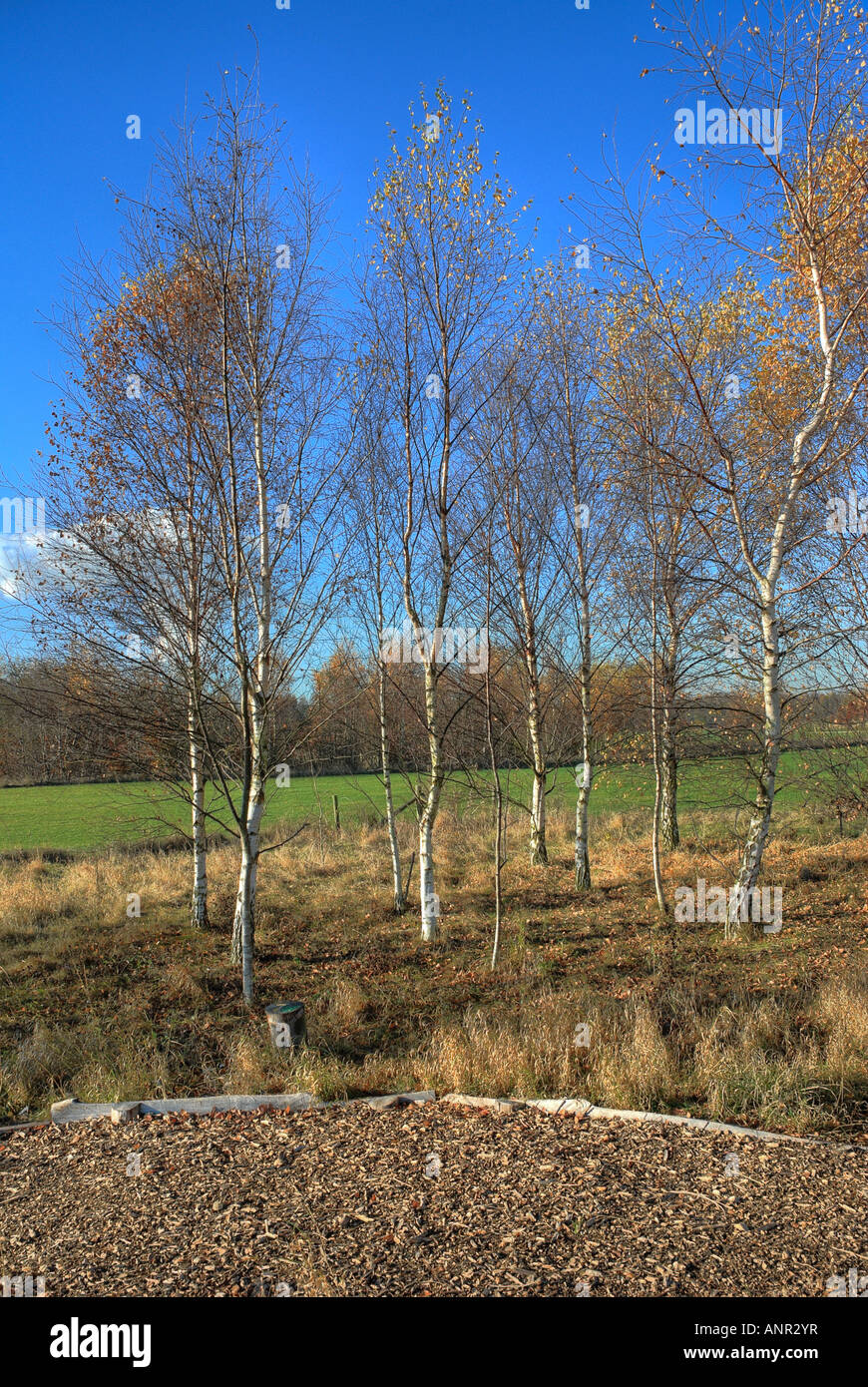Silver birch wood trees hi-res stock photography and images - Alamy
