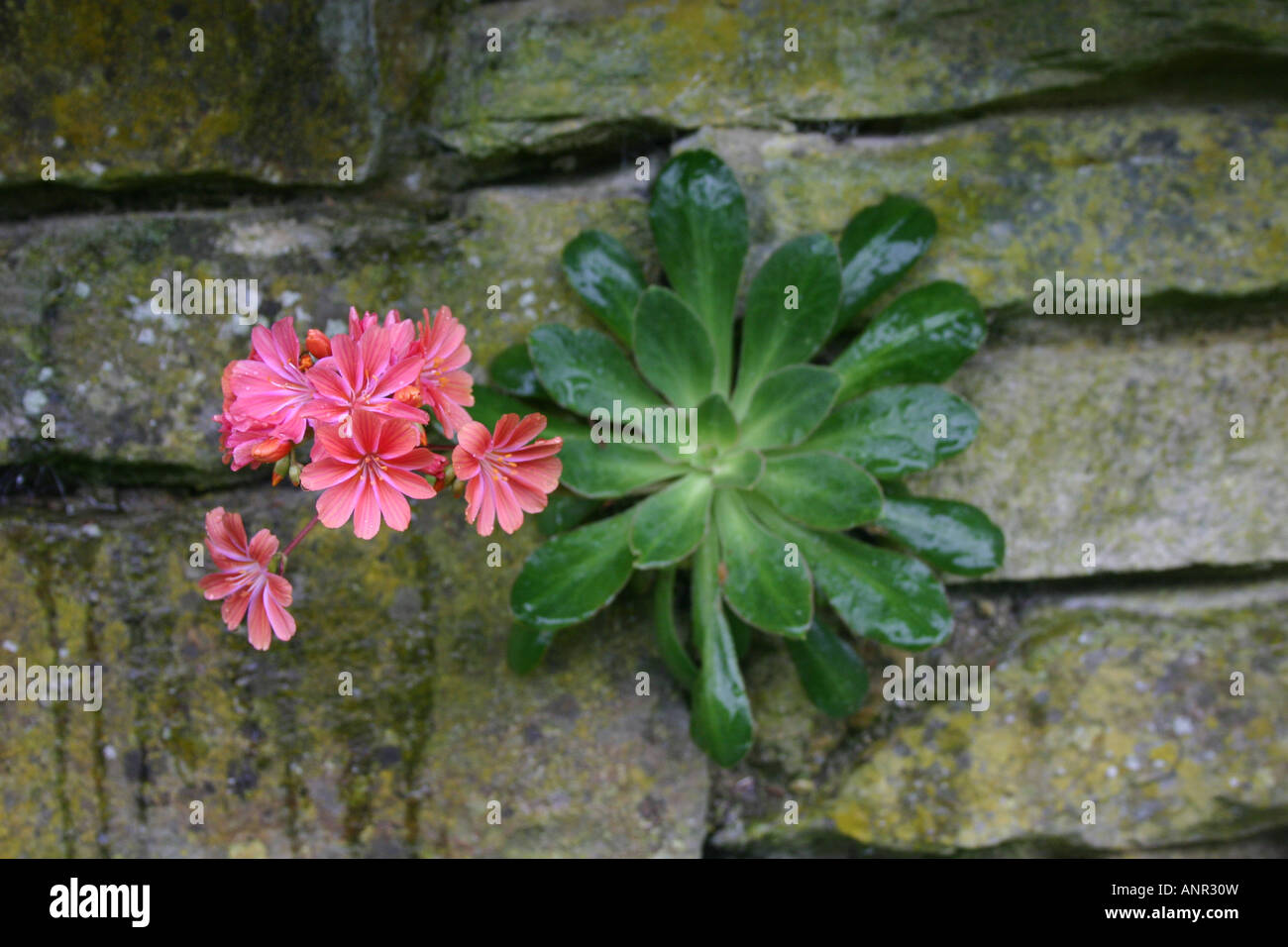 lewisia - rockery perennials plant Stock Photo - Alamy