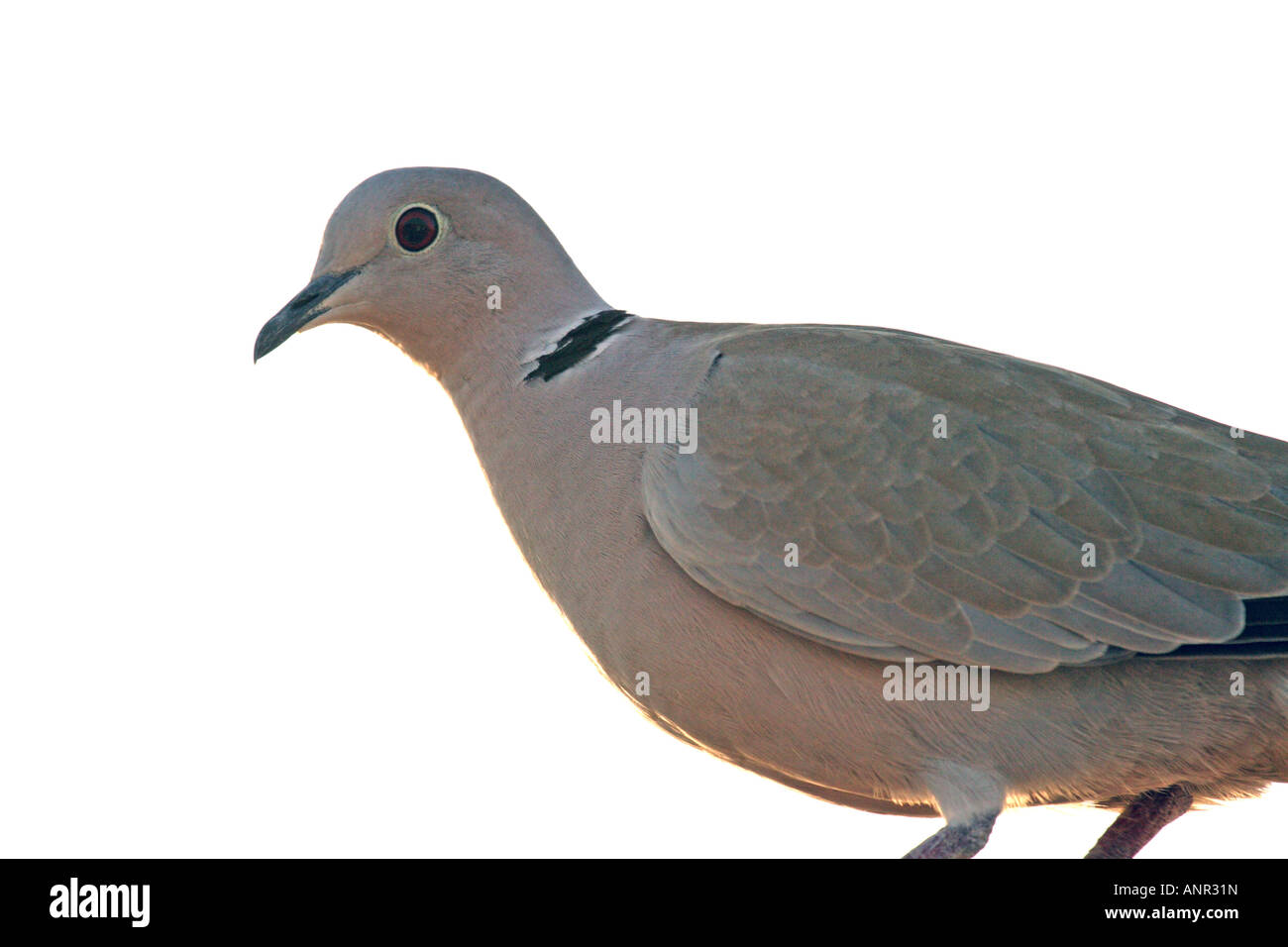 Close-up picture of a dove Stock Photo - Alamy