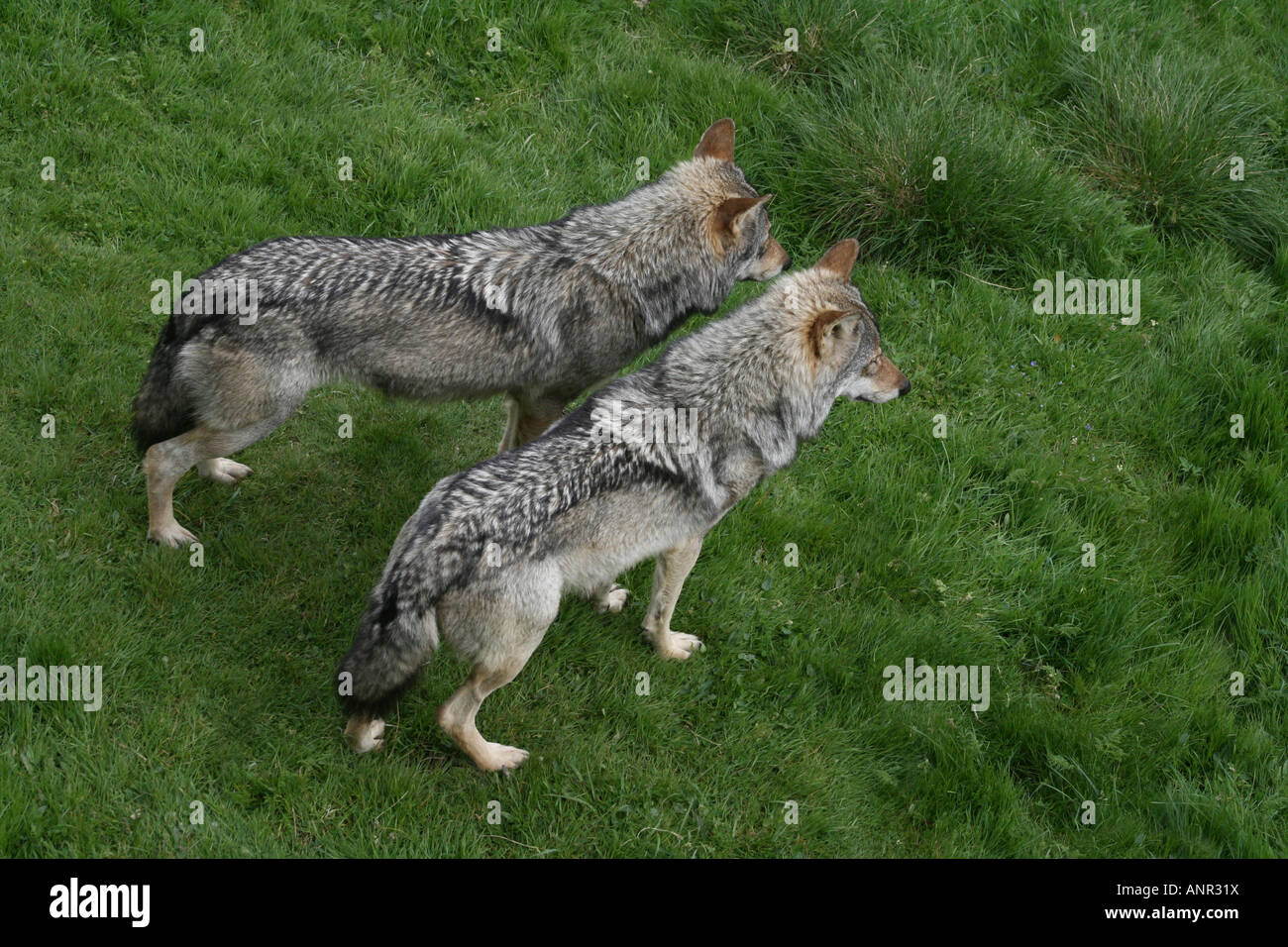 Wolf canis lupus scotland hi-res stock photography and images - Alamy