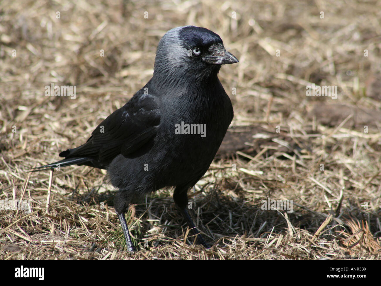 Jackdaw (Corvus Monedula) - small crow distinguished from the hooded ...