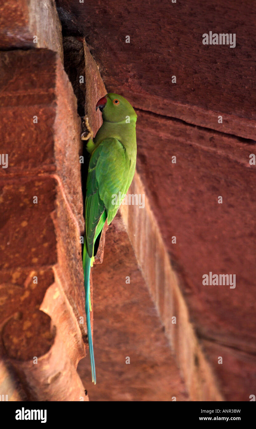 Parrot palace hi-res stock photography and images - Alamy