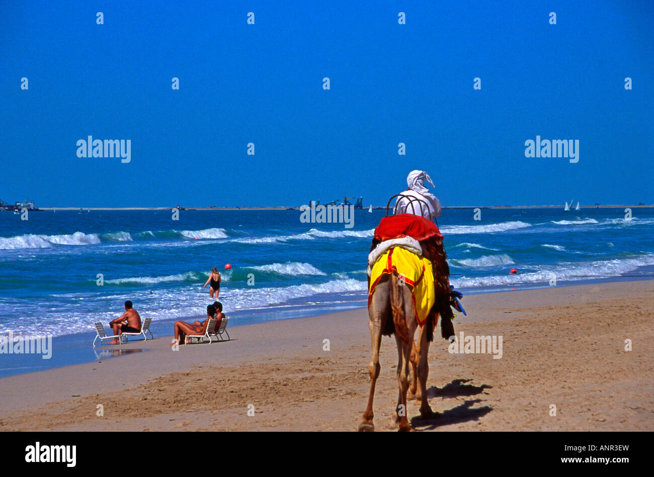Camel at the beach Dubai U A E Stock Photo - Alamy