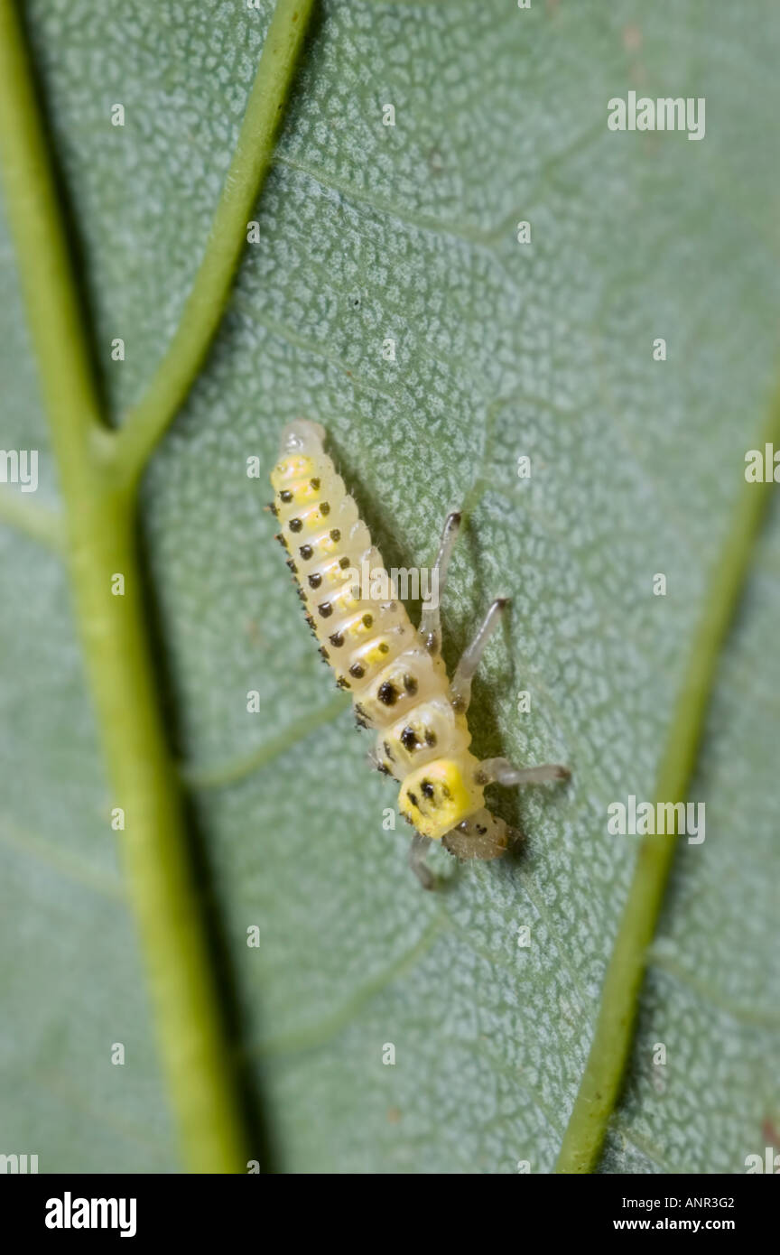 "16 Spot Orange" Ladybird larva Stock Photo - Alamy