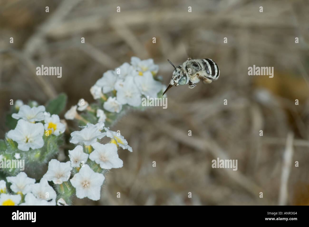 Diptera flying hi-res stock photography and images - Alamy