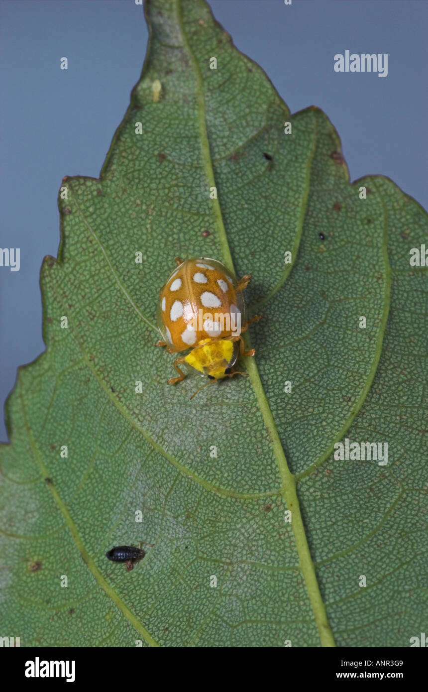 16 Spot ^Orange Ladybird Stock Photo - Alamy