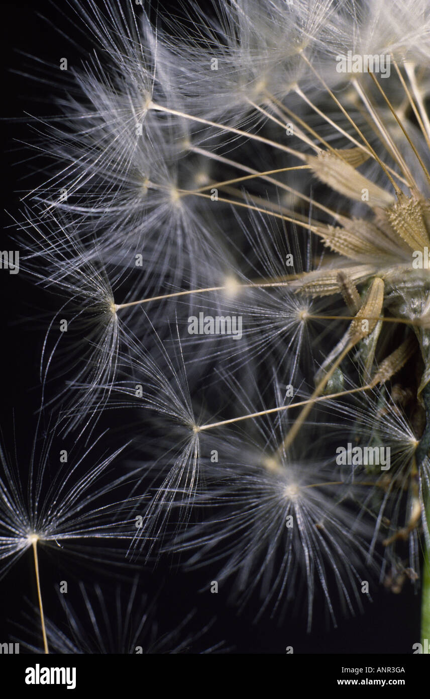 Spread by wind seeds hi-res stock photography and images - Alamy