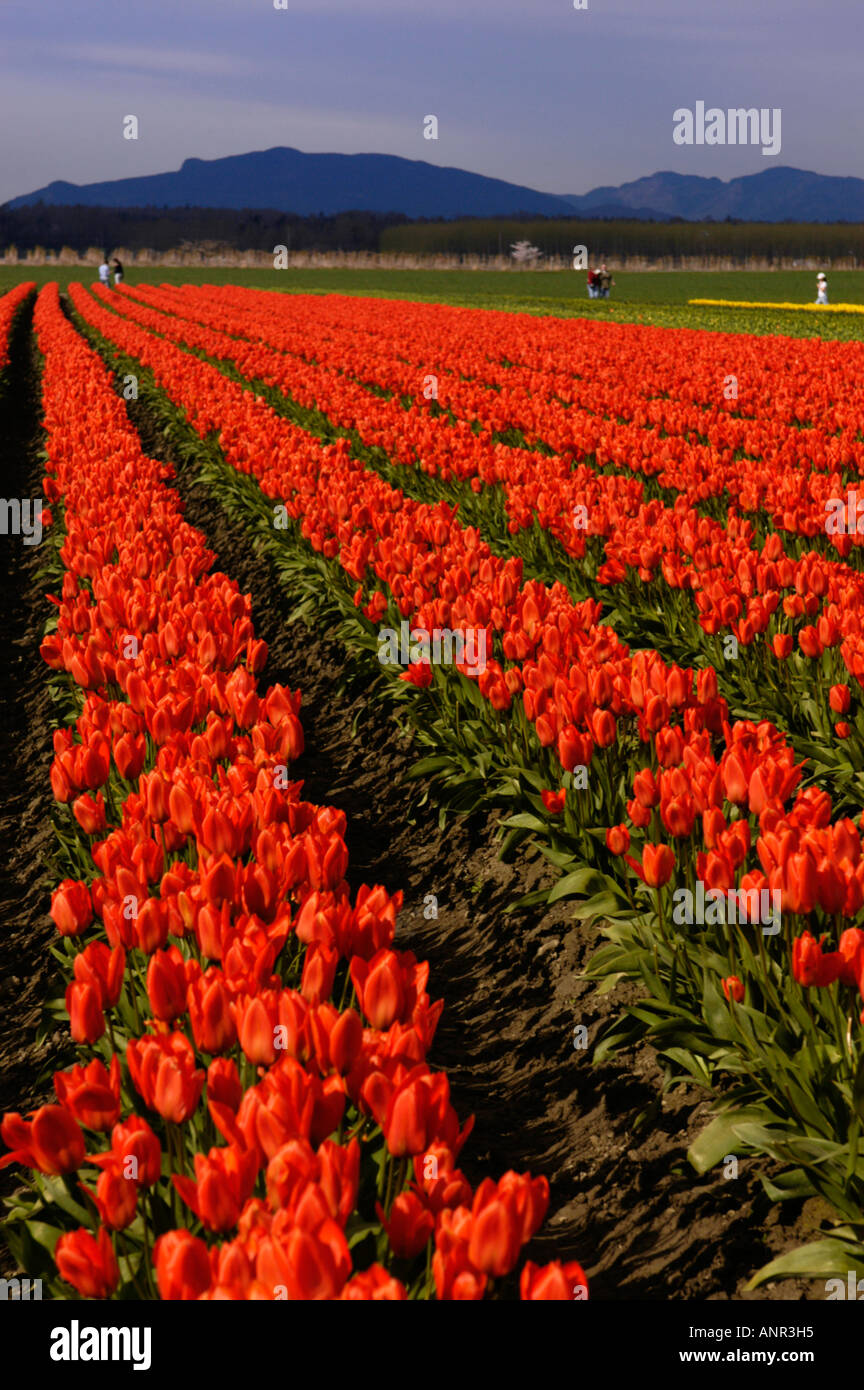 Washington Skagit Valley Spring flowers in bloom during the Tulip ...