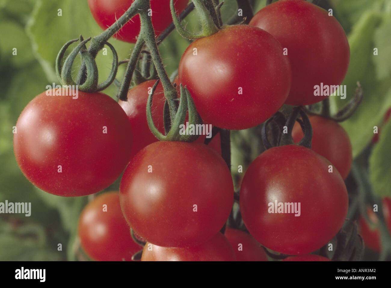 Solanum lycopersicum syn Lycopersicon esculentum 'Supersweet 100 ...