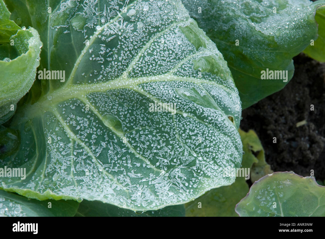 Frosty cabbage leaf hi-res stock photography and images - Alamy