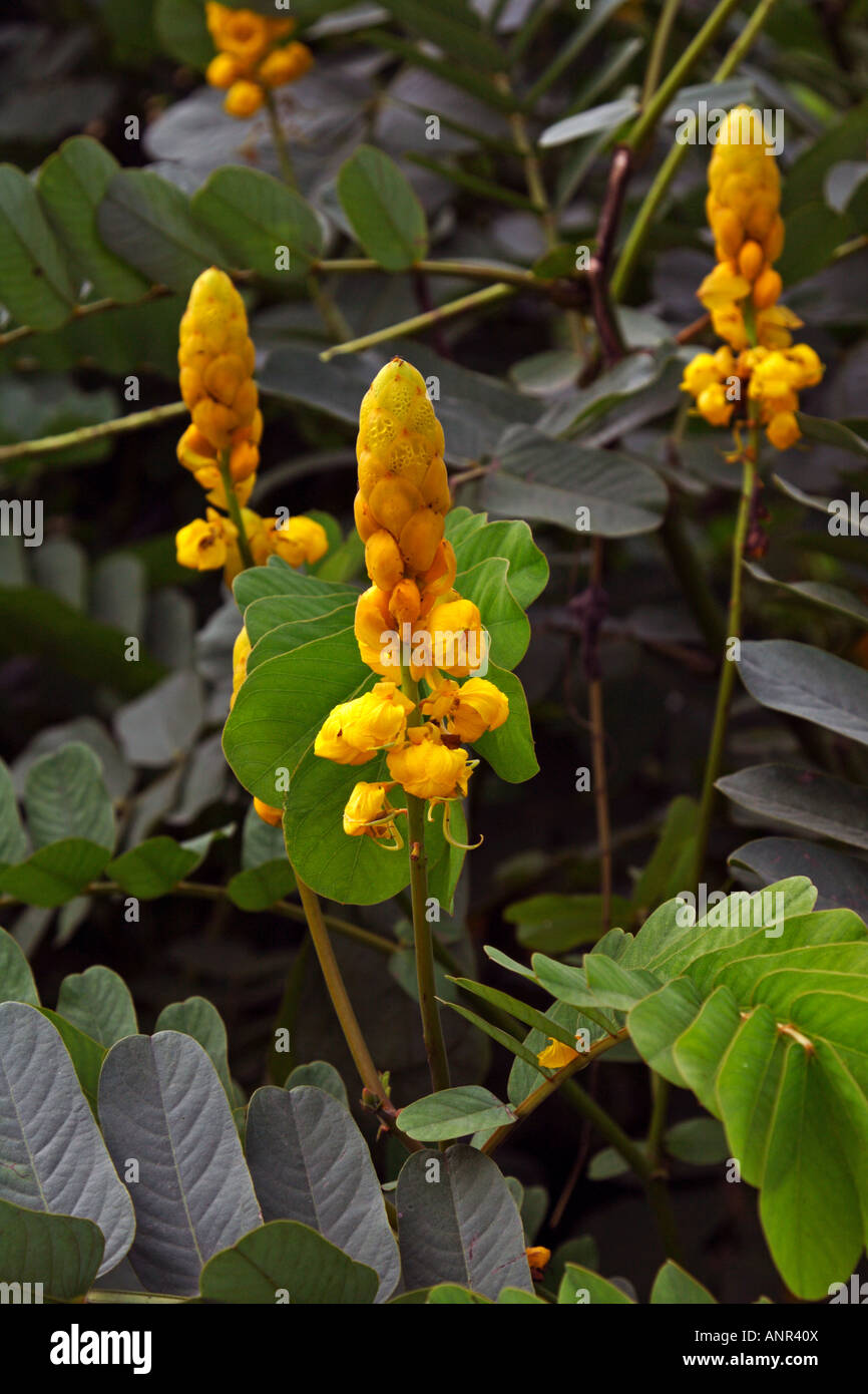 Cassia In A Pot