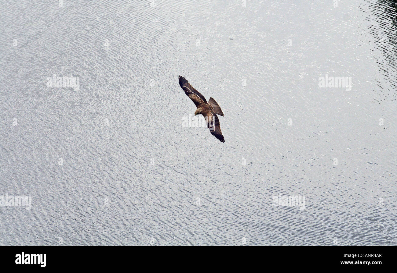 Bird of prey flying over a lake Stock Photo - Alamy