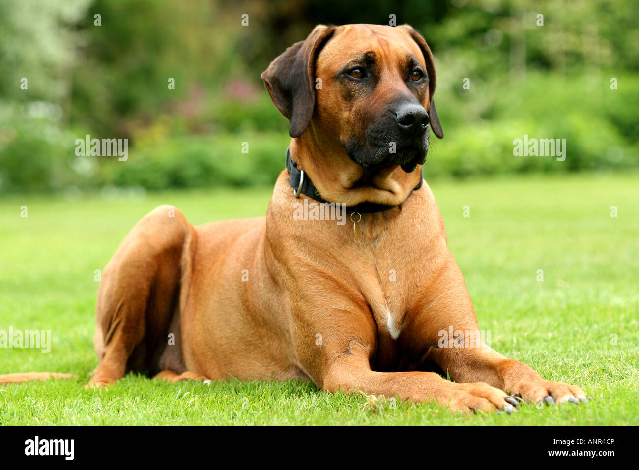 Rhodesian Ridgeback lying on grass Stock Photo - Alamy