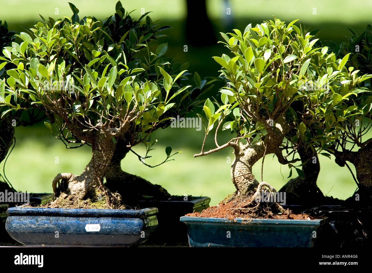 two bonsai plants Stock Photo - Alamy