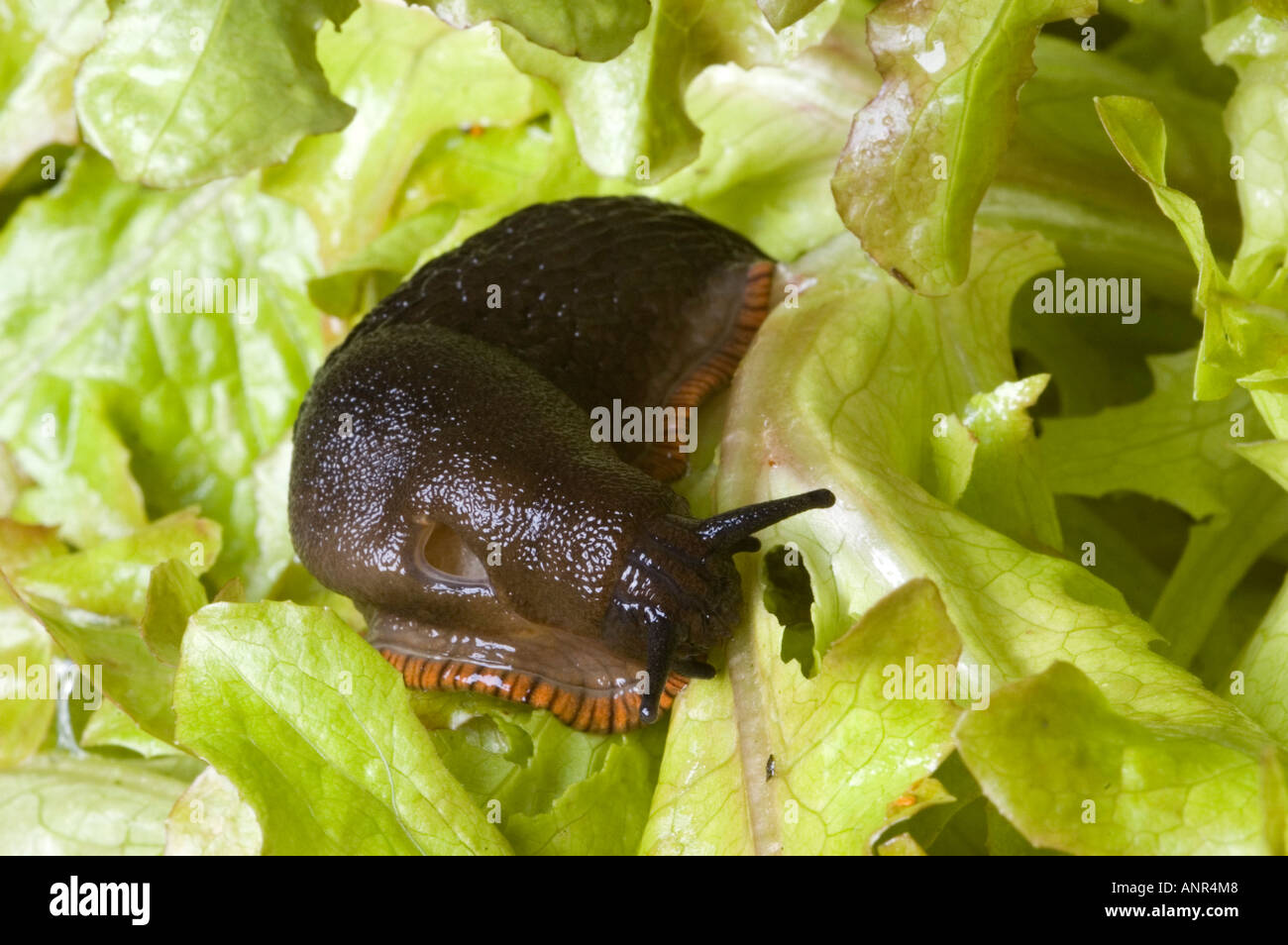 Slug lettuce leaf hi-res stock photography and images - Alamy