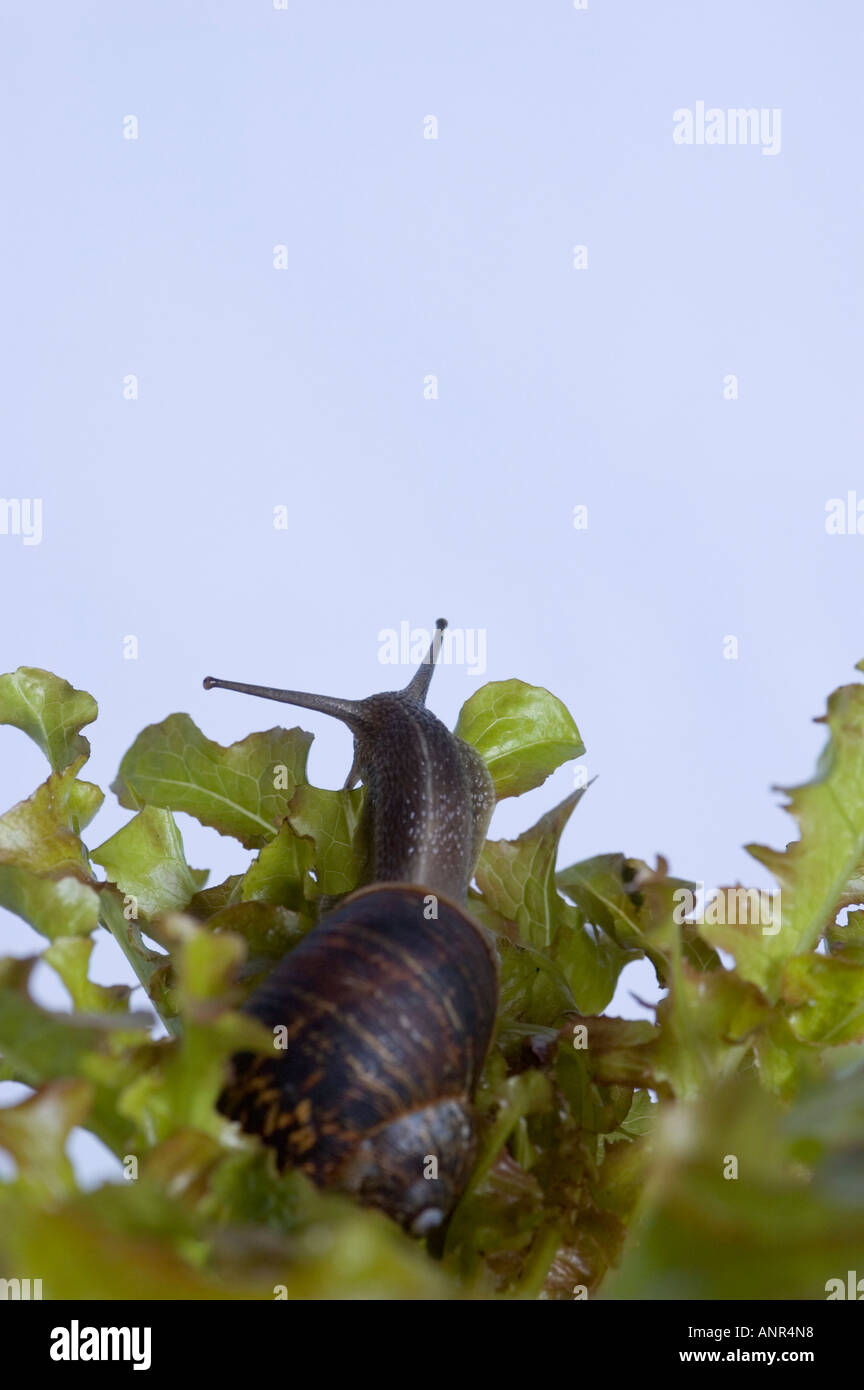 Edible snail cornu aspersum hi-res stock photography and images - Alamy