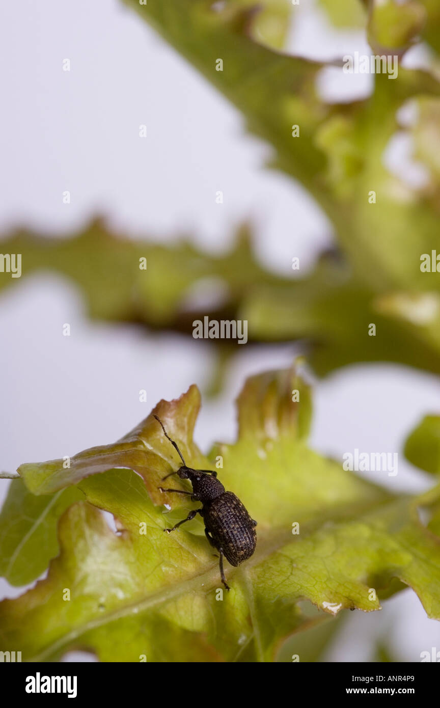 Rostrum beetle hi-res stock photography and images - Alamy