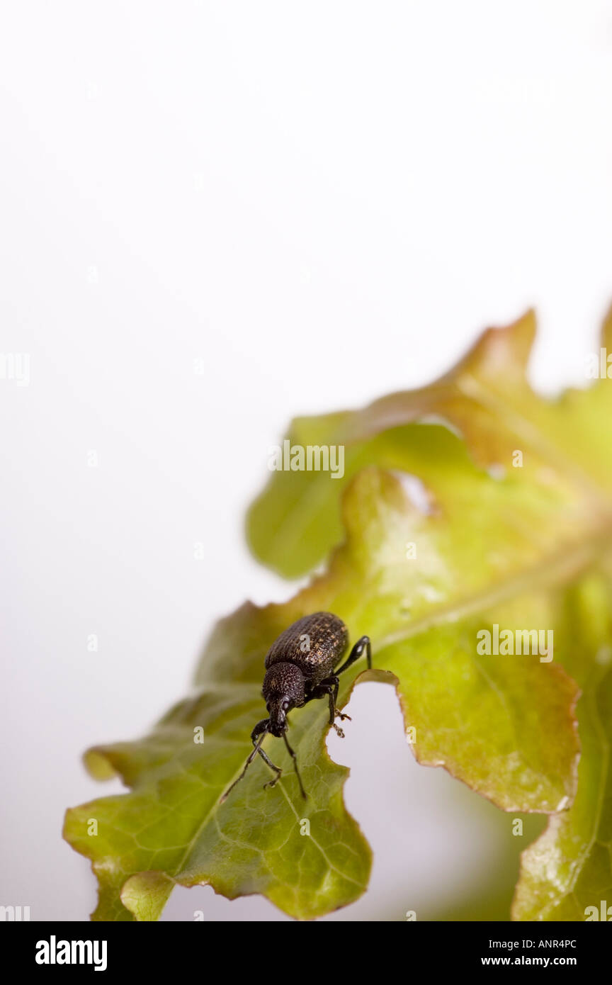 Otiorhynchus larva hi-res stock photography and images - Alamy