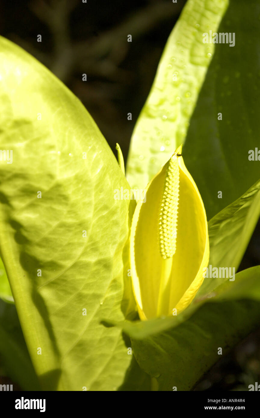 Washington San Juan Islands Yellow lilies growing on Lummi Island Stock ...
