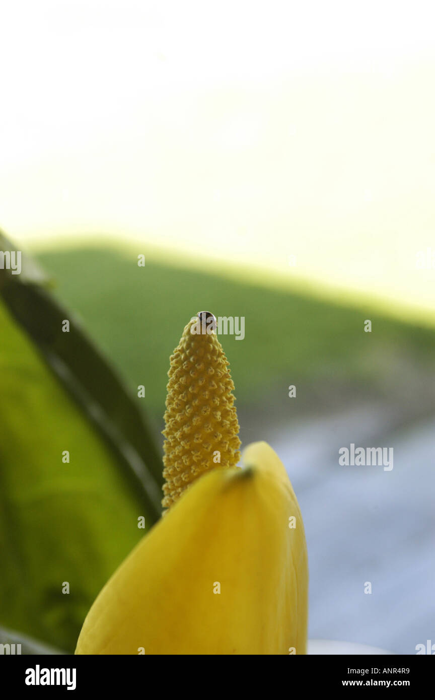 Washington San Juan Islands Yellow lilies growing on Lummi Island Stock ...