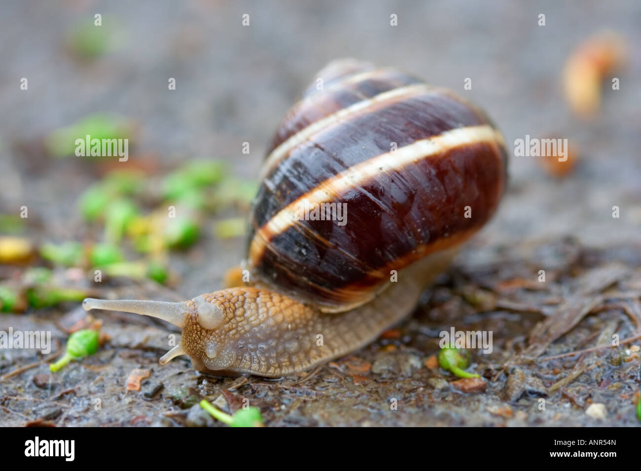Snail case hi-res stock photography and images - Alamy