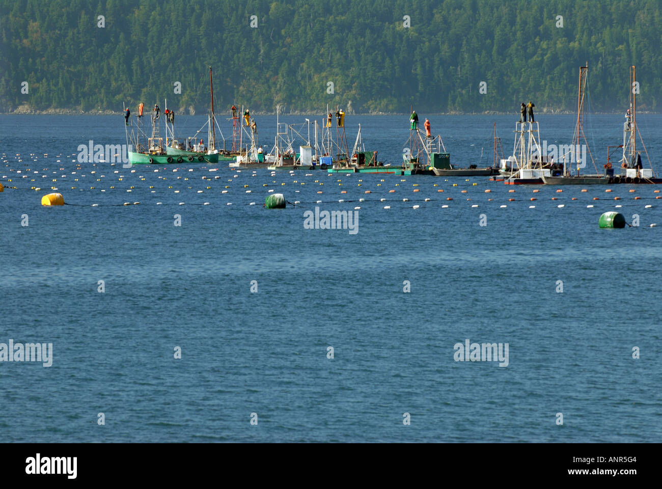 Washington San Juan Islands Fisherman reef net fishing on Lummi Island ...