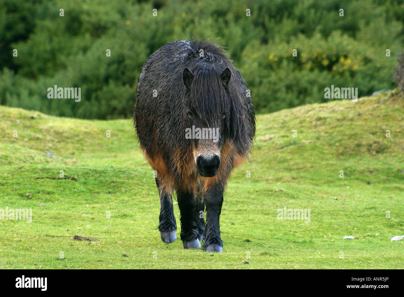 A fell pony in the Lake District Stock Photo - Alamy