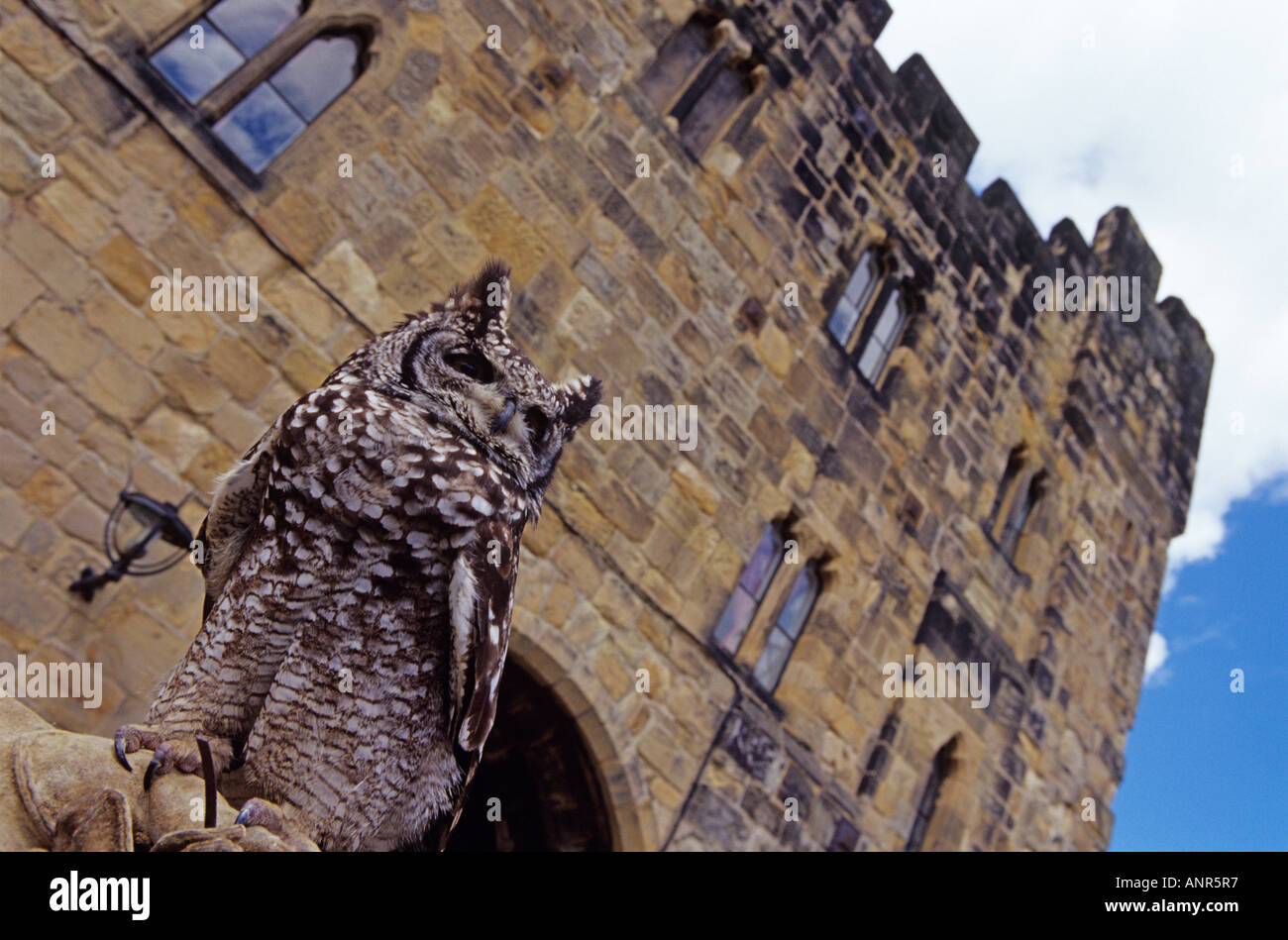 Harry potter owl hi-res stock photography and images - Alamy