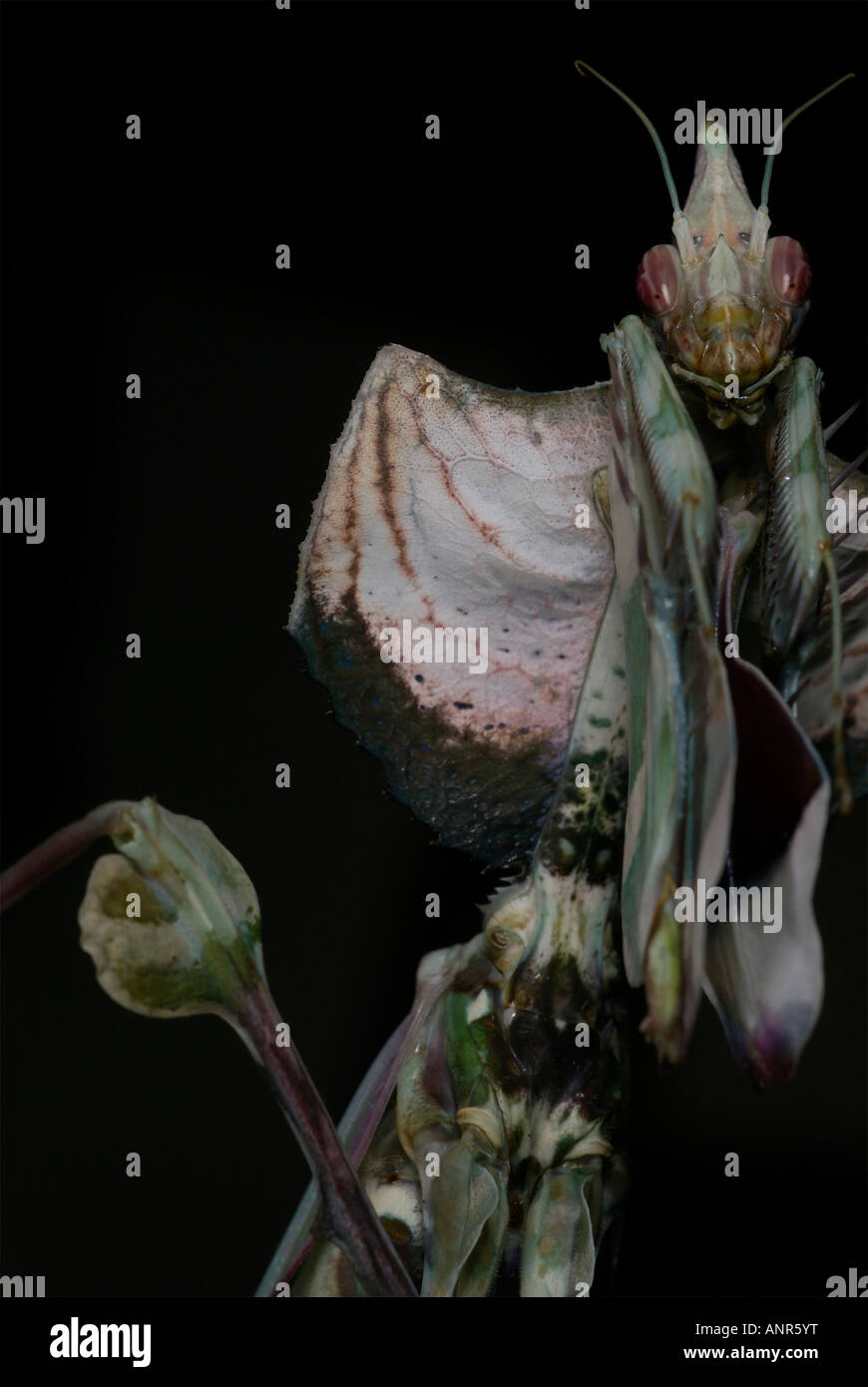 Adult mantis hi-res stock photography and images - Alamy