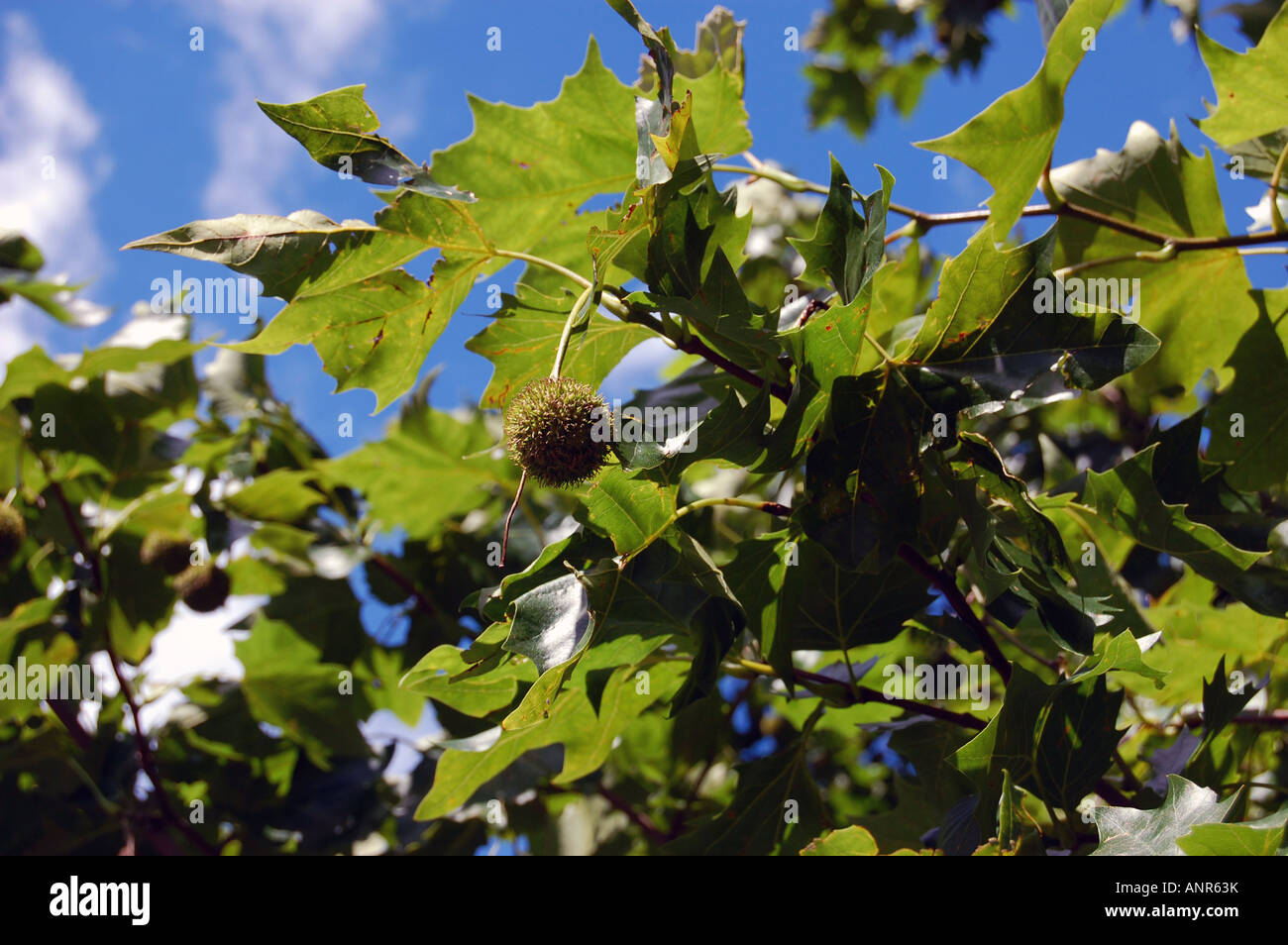 Conkers on a tree Stock Photo - Alamy