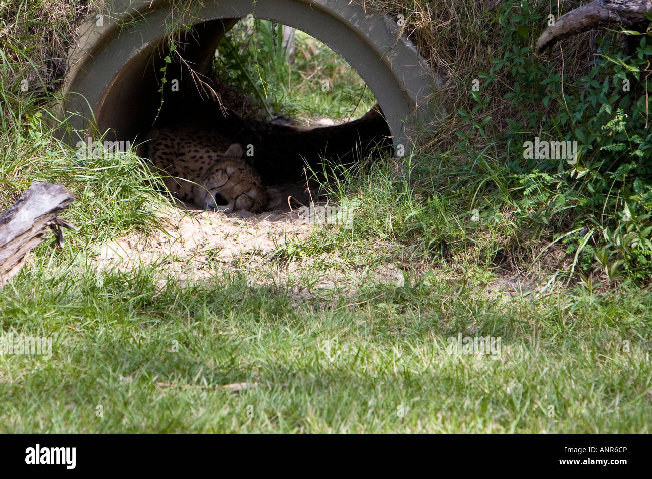 Leopard Sleeping in a Concrete Tunnel Stock Photo - Alamy