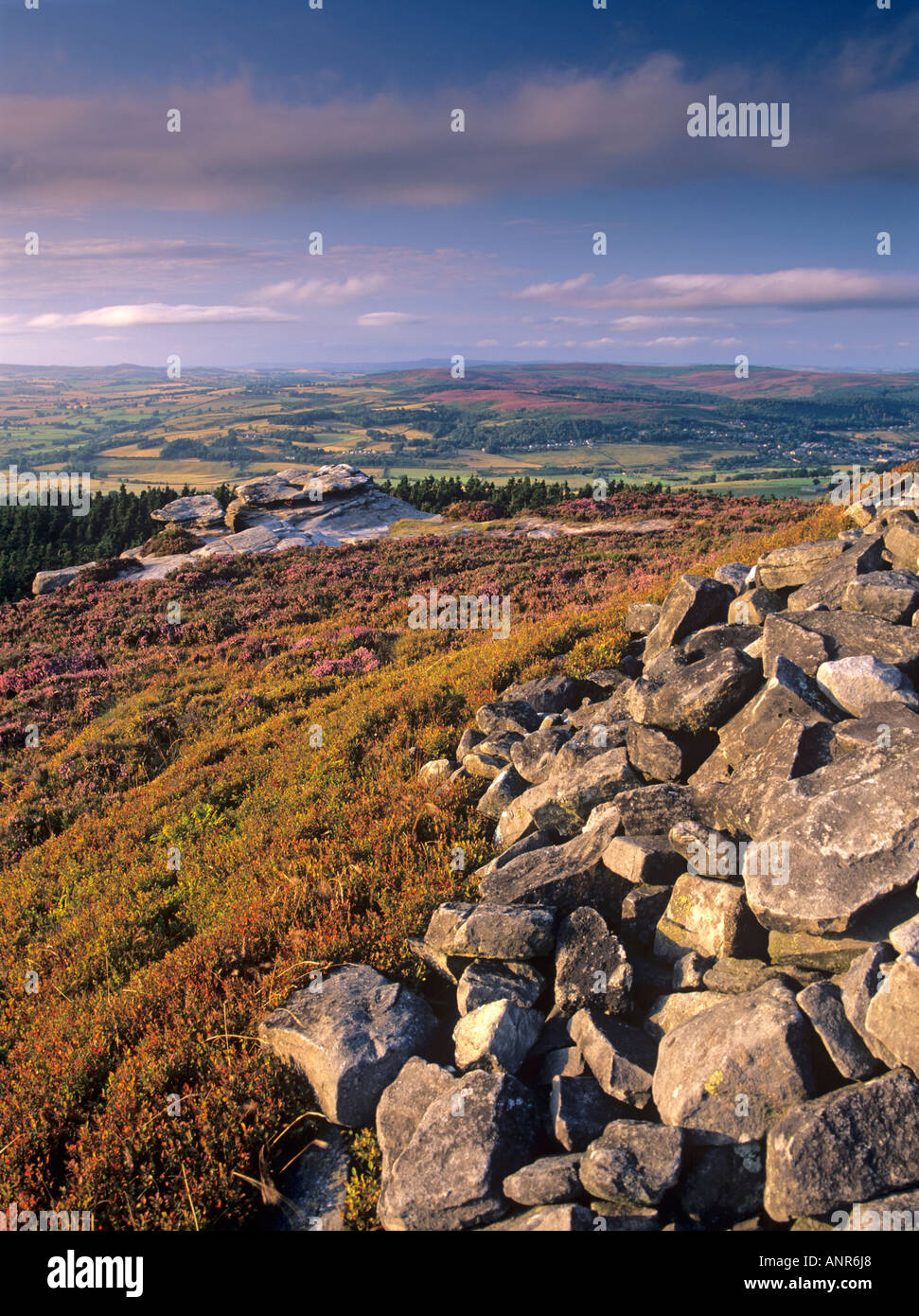 Northumberland simonside heather rothbury hi-res stock photography and ...