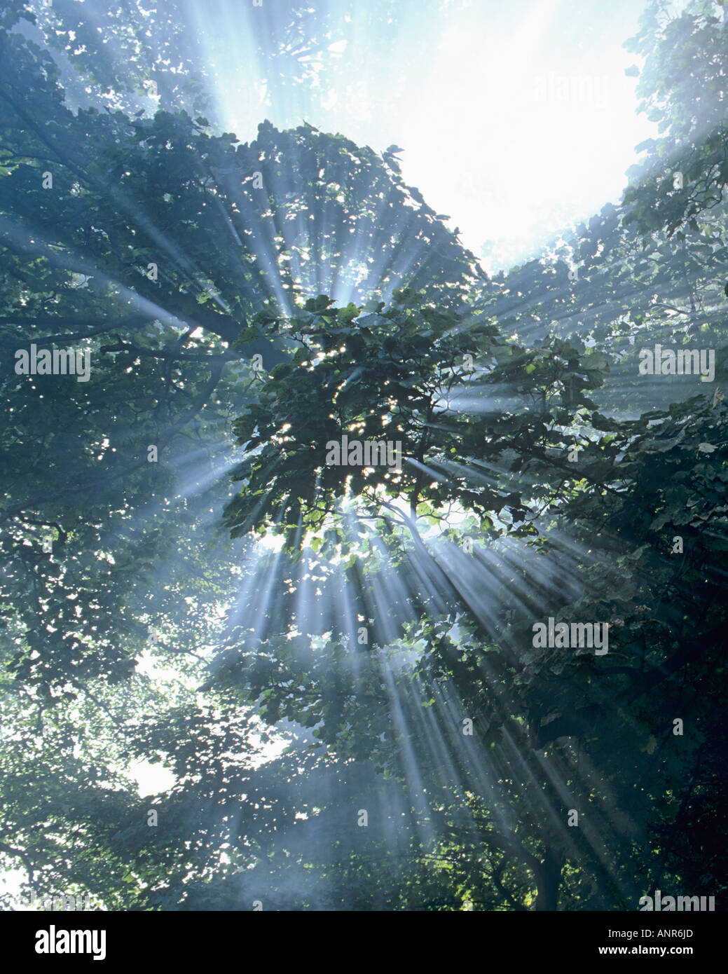 Smoke splits light through the canopy of a tree. Northumberland England ...