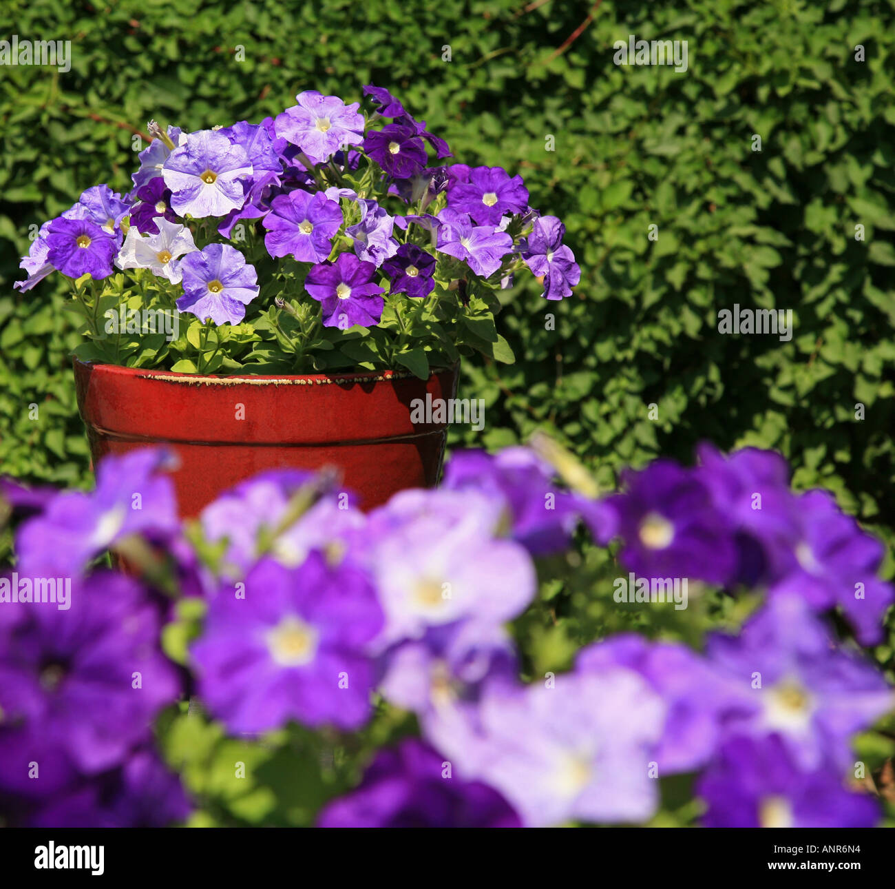 Russian vine uk hi-res stock photography and images - Alamy