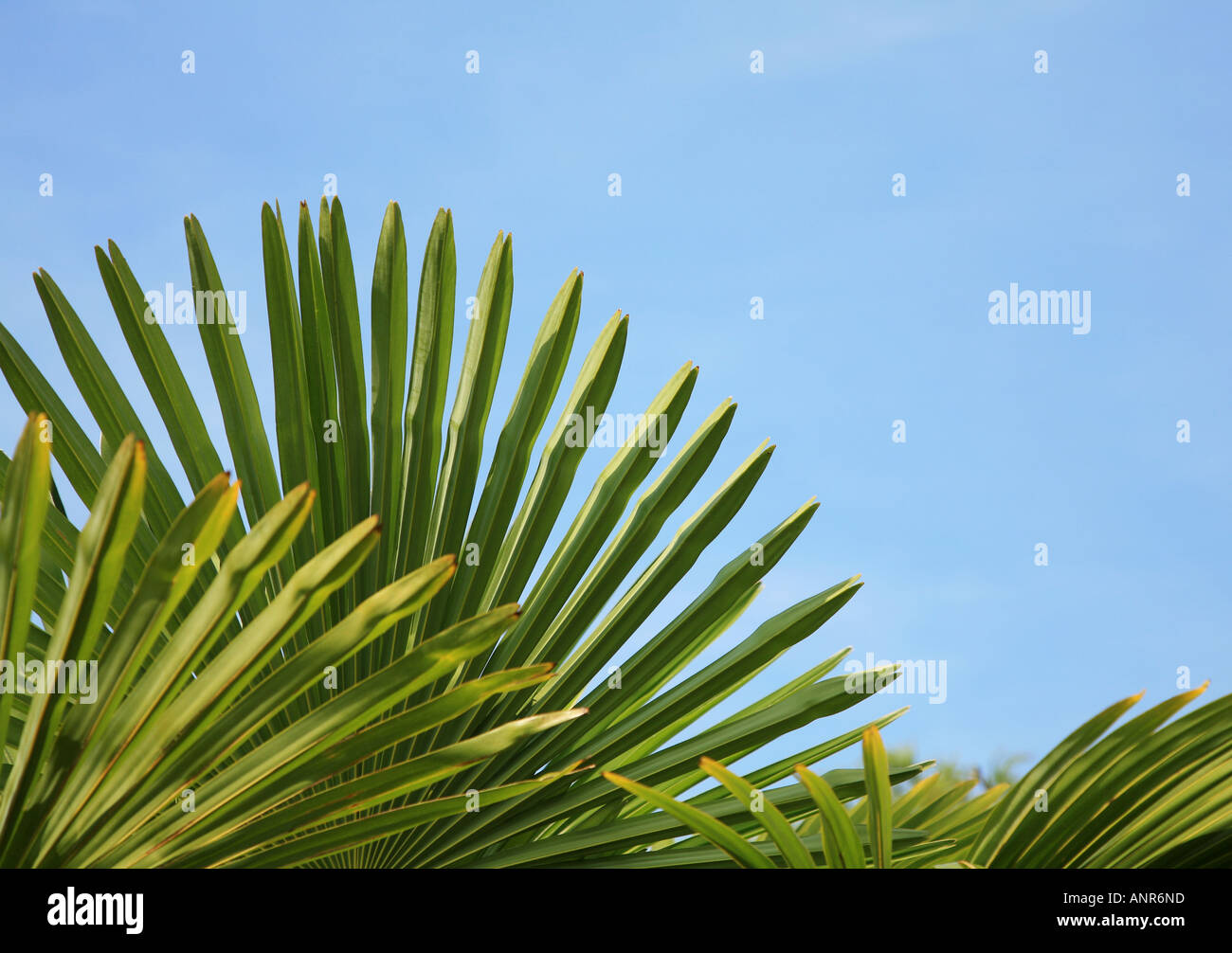 Fan like leaves hi-res stock photography and images - Alamy