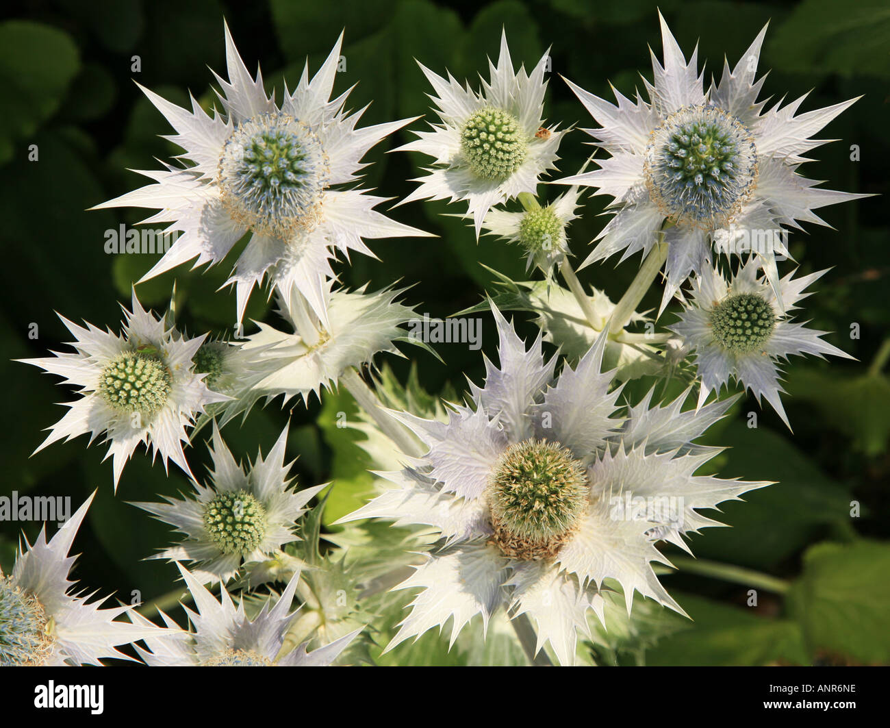 Eryngium giganyeum hi-res stock photography and images - Alamy