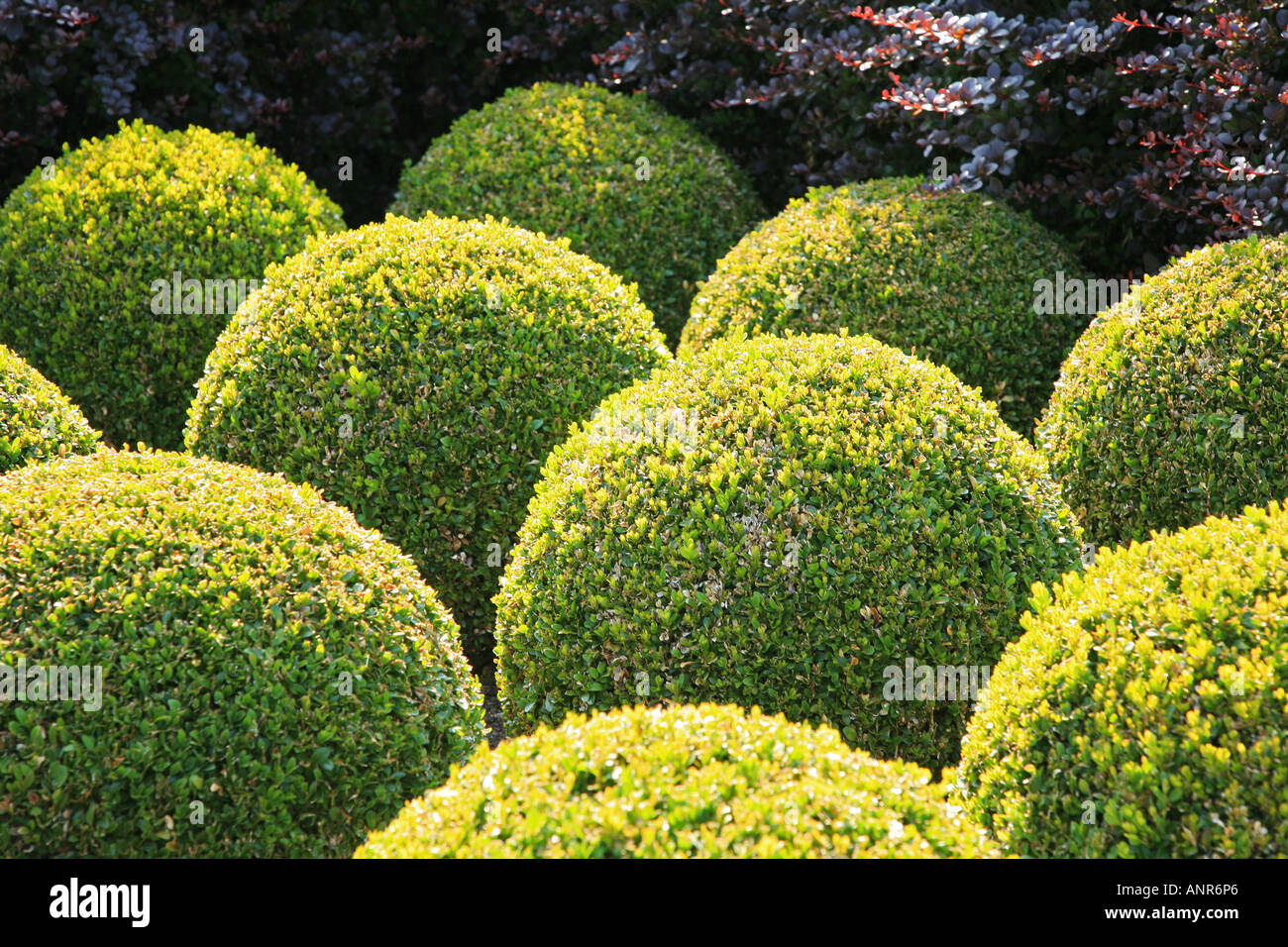 Spherical Shaped Topiary Hedges Stock Photo - Alamy