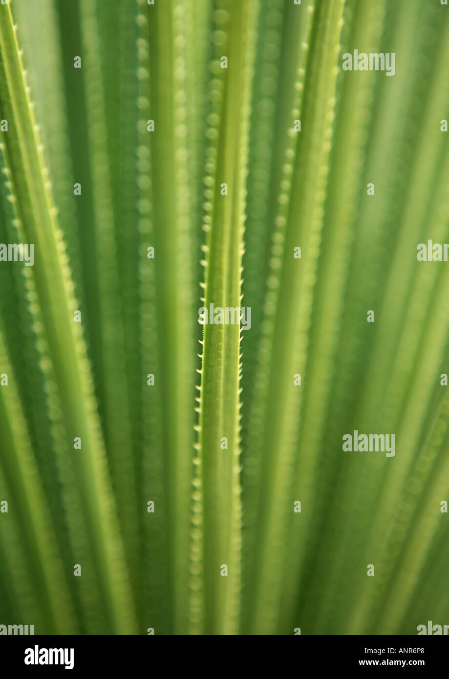 Green barbed leaves of a plant close up forming an abstract pattern ...