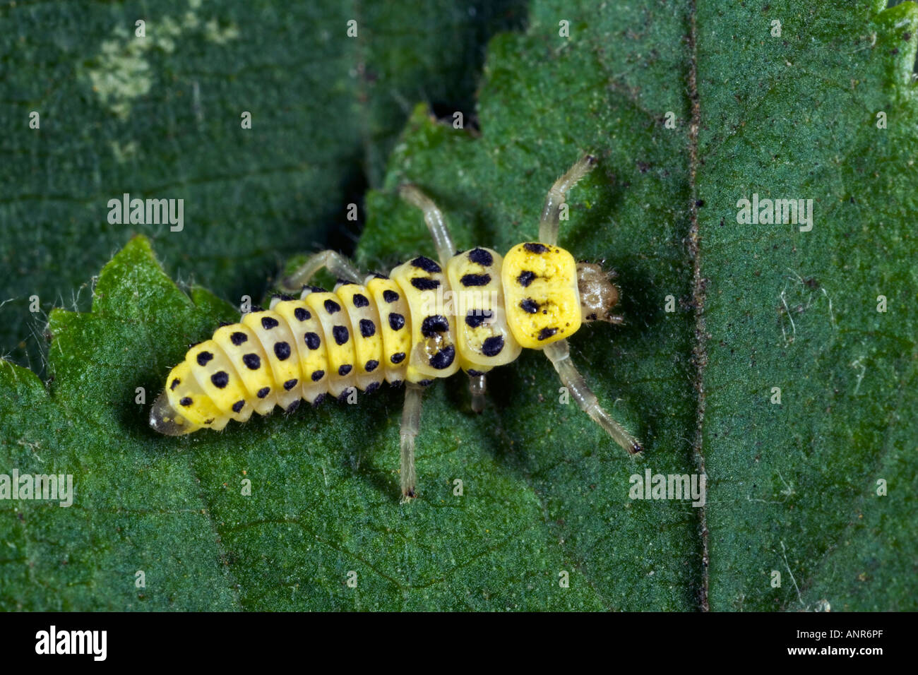 22 spot ladybird Psyllobora vigintiduopunctata on Nettle leaf showing ...