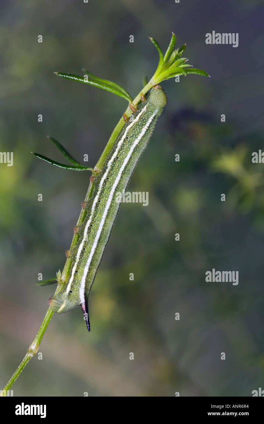 Hummingbird Hawk moth Macroglossum stellatarum larvae on Galium verum ...